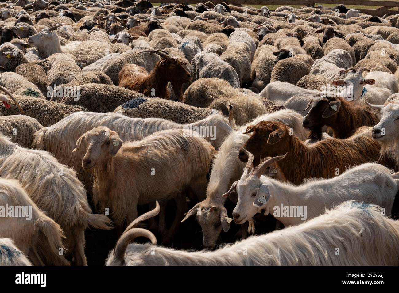 A group of sheep and goats being herded into a fenced enclosure on a ...