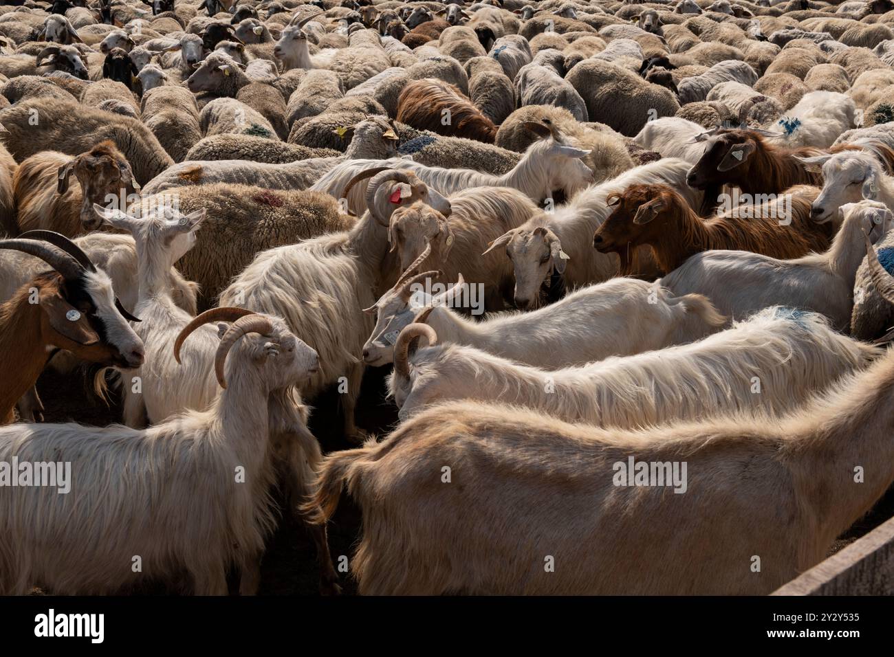 A group of sheep and goats being herded into a fenced enclosure on a ...