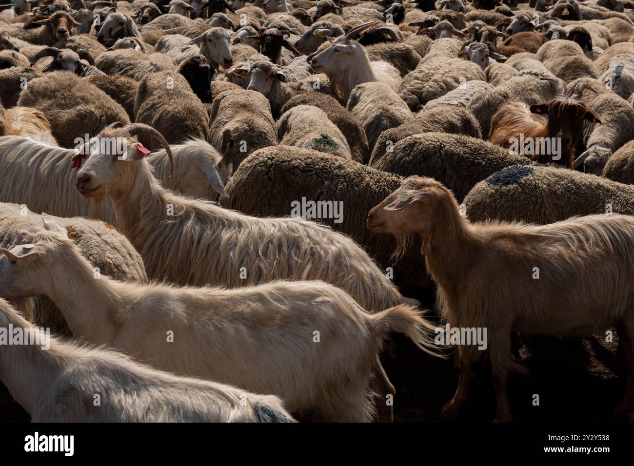 A group of sheep and goats being herded into a fenced enclosure on a ...