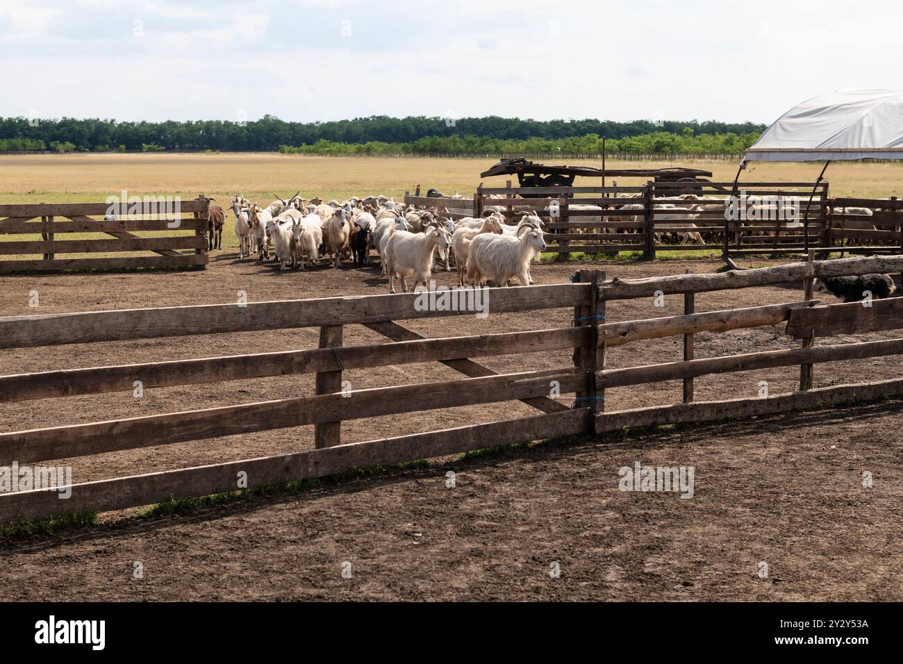 A group of sheep and goats being herded into a fenced enclosure on a ...