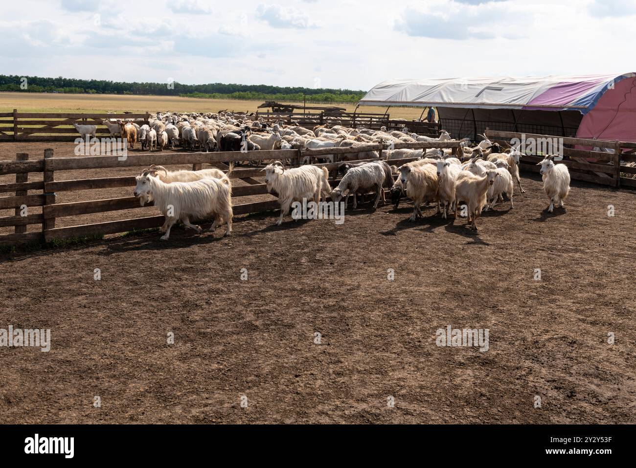 A group of sheep and goats being herded into a fenced enclosure on a ...
