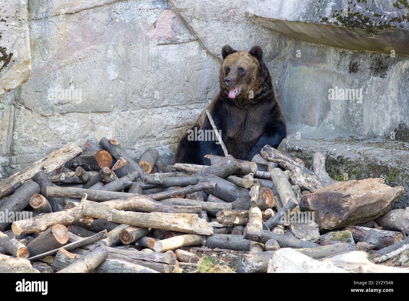 A brown bear sitting among a pile of logs and branches in a rocky ...