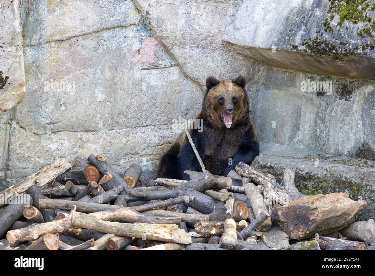 A brown bear sitting among a pile of logs in a rocky enclosure. The ...