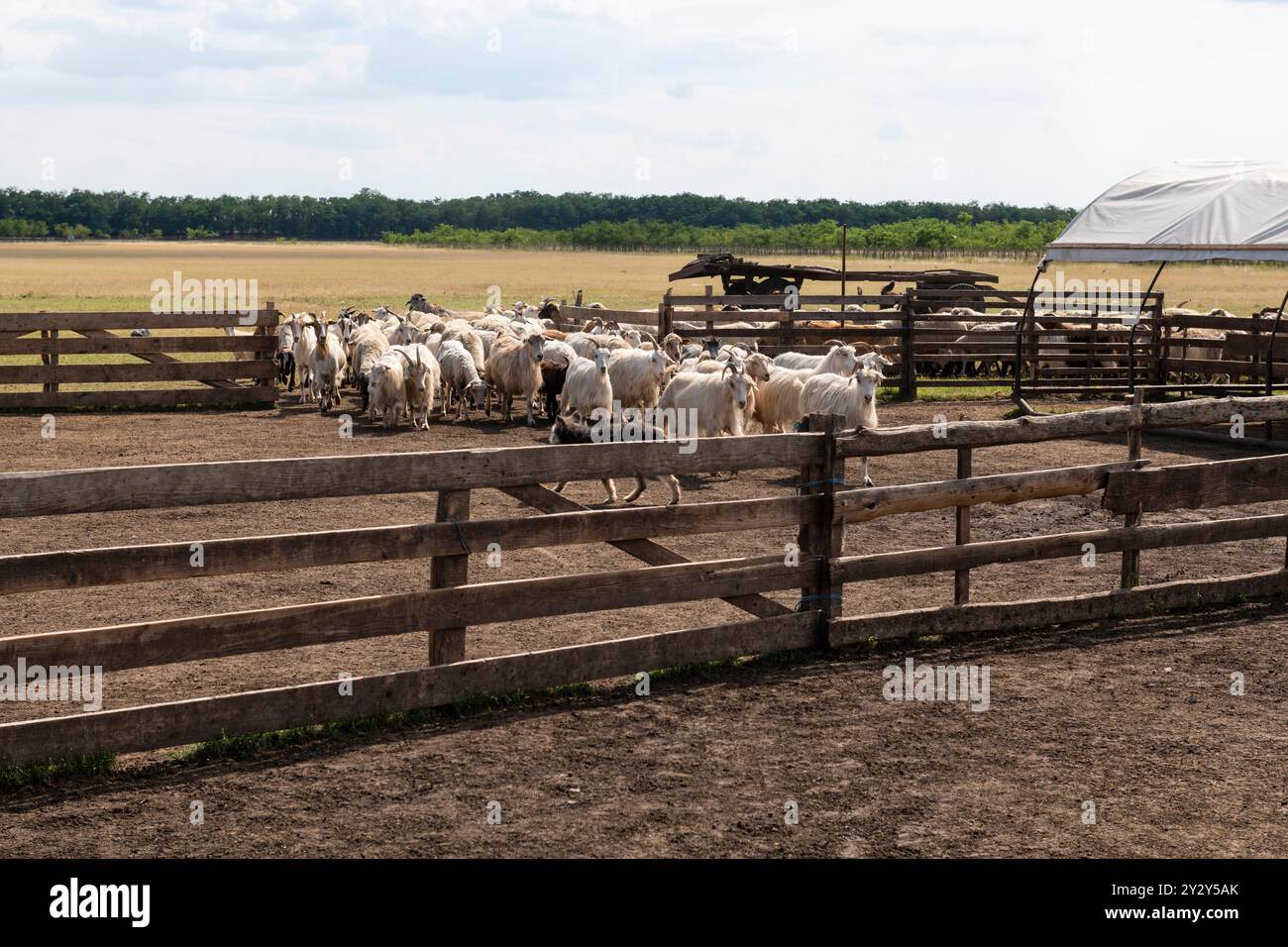 A group of sheep and goats being herded into a fenced enclosure on a ...