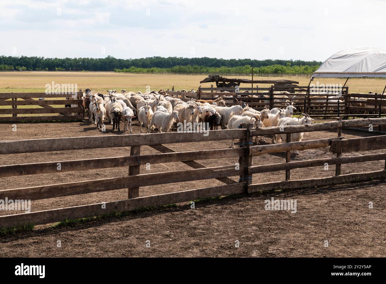 A group of sheep and goats being herded into a fenced enclosure on a ...