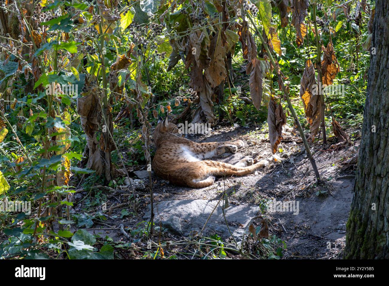 A lynx lounging on the ground amidst dried plants and greenery ...