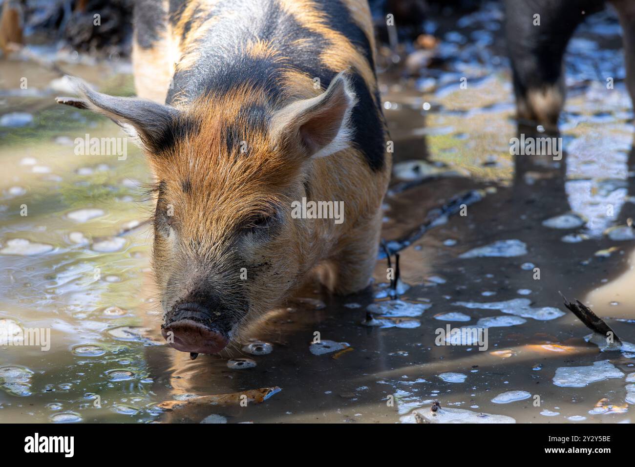 A close-up of a pig wading through muddy water, with a mix of black and ...