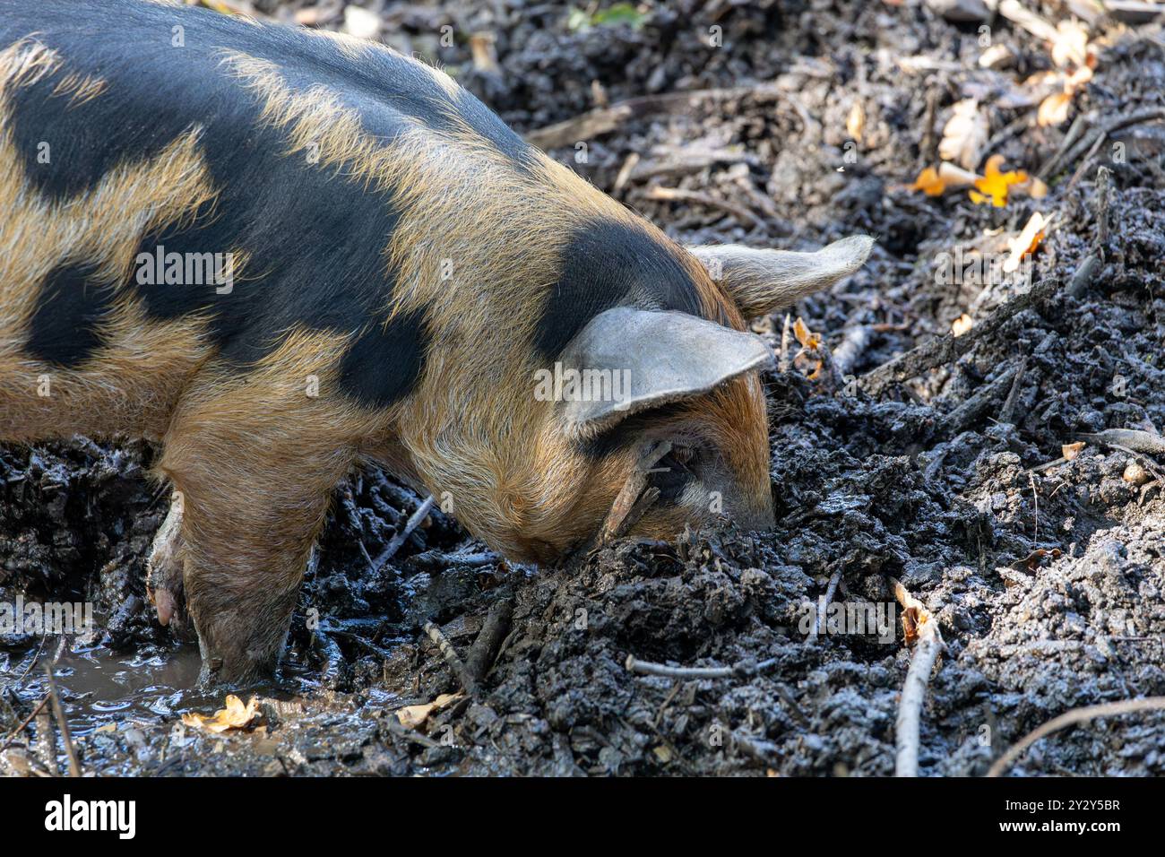 A close-up of a pig with a black and brown coat, digging in muddy ...