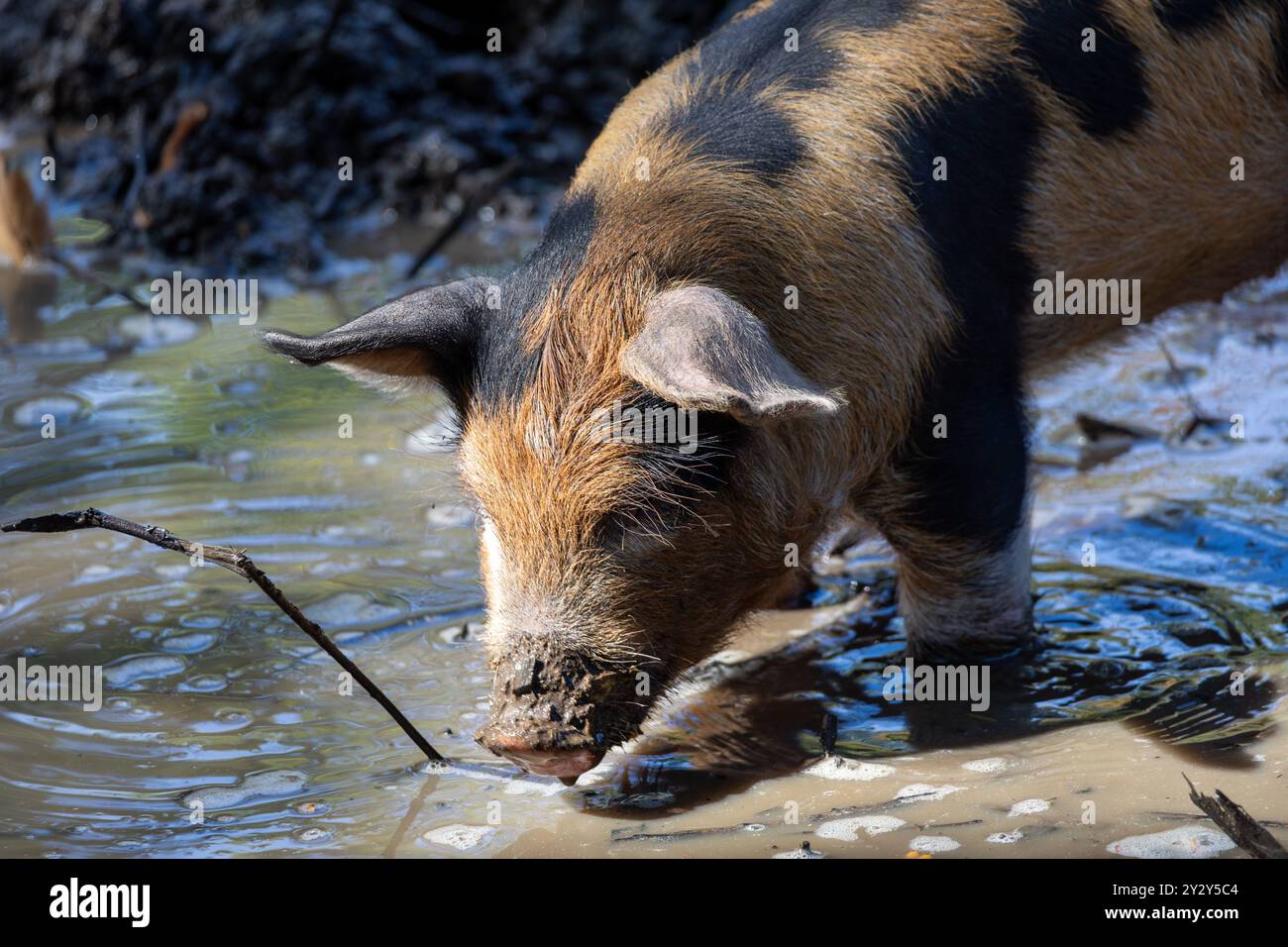 A close-up of a pig with a distinctive black and brown coat, foraging ...