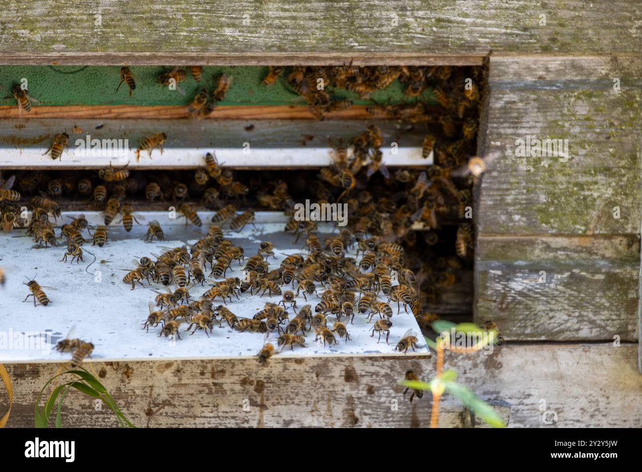 A close-up view of a beehive entrance bustling with honeybees. The bees ...