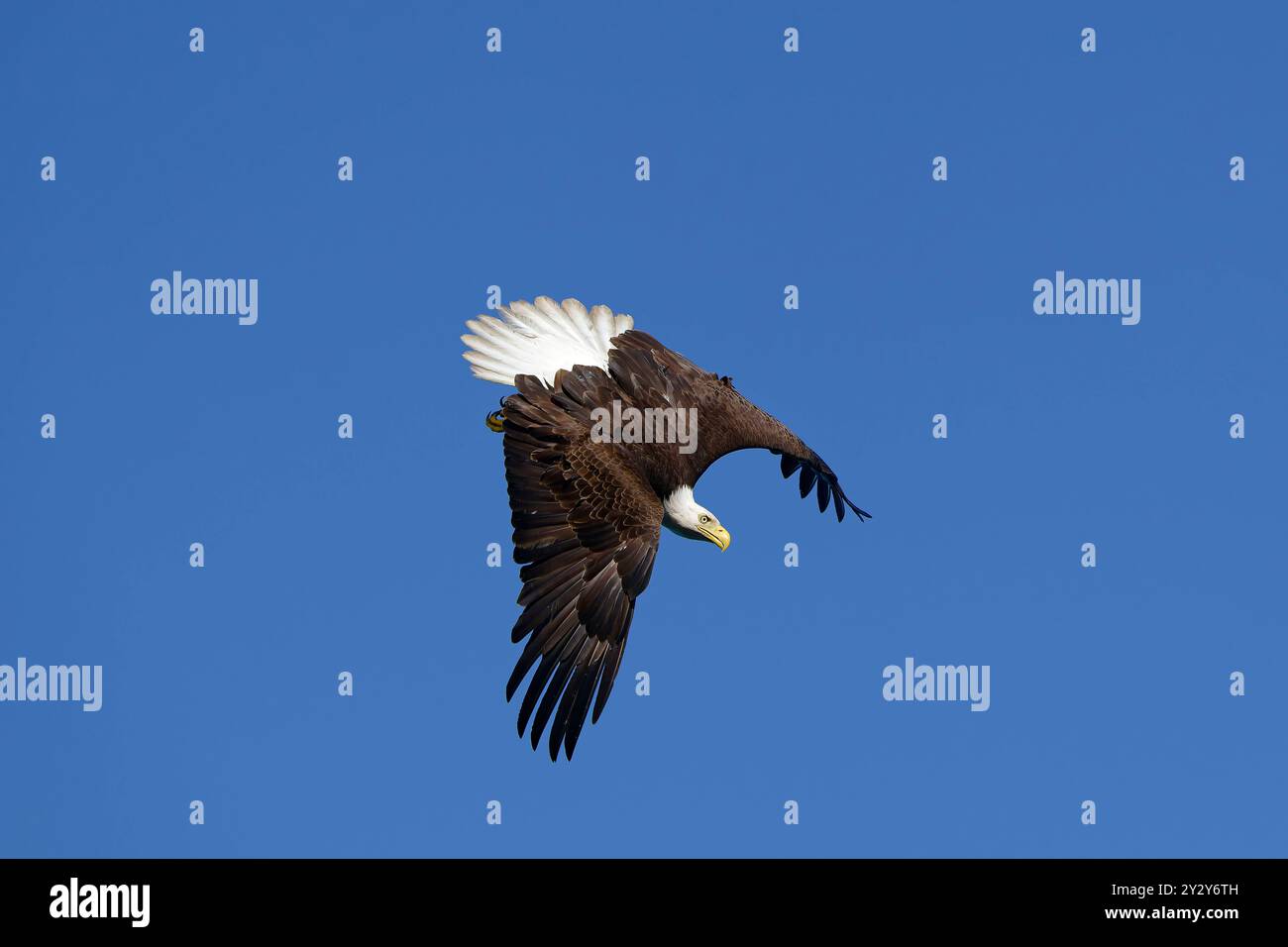 A bald eagle begins a dive towards prey below Stock Photo - Alamy