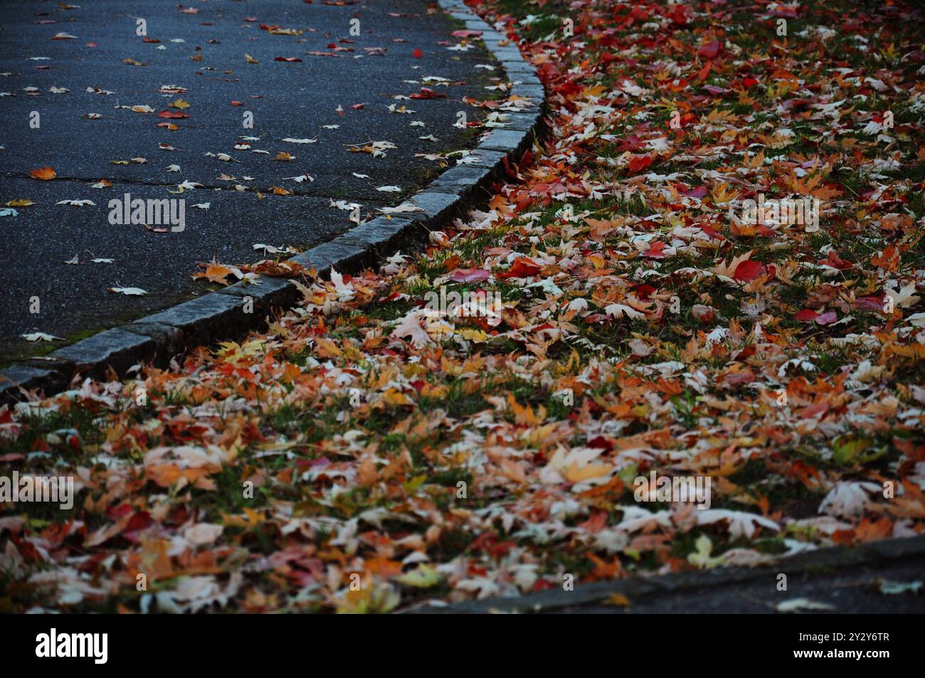 The colorful autumn leaves scattered along a curved sidewalk Stock ...