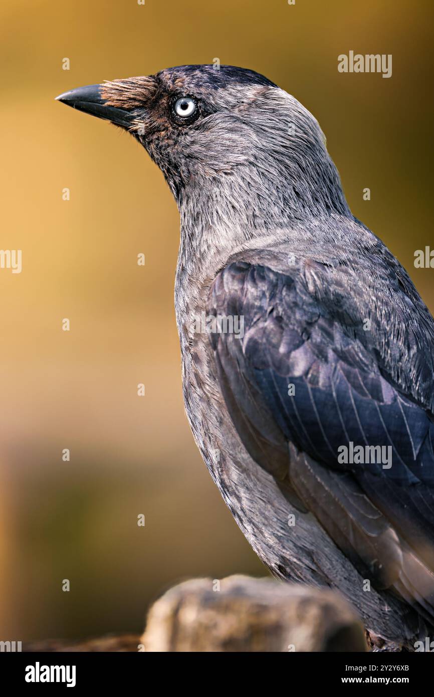 Close-up of a Eurasian jackdaw with a blurred background, showcasing ...
