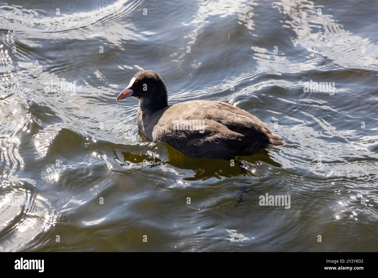 A solitary bird swimming in a rippling water surface, showcasing its ...