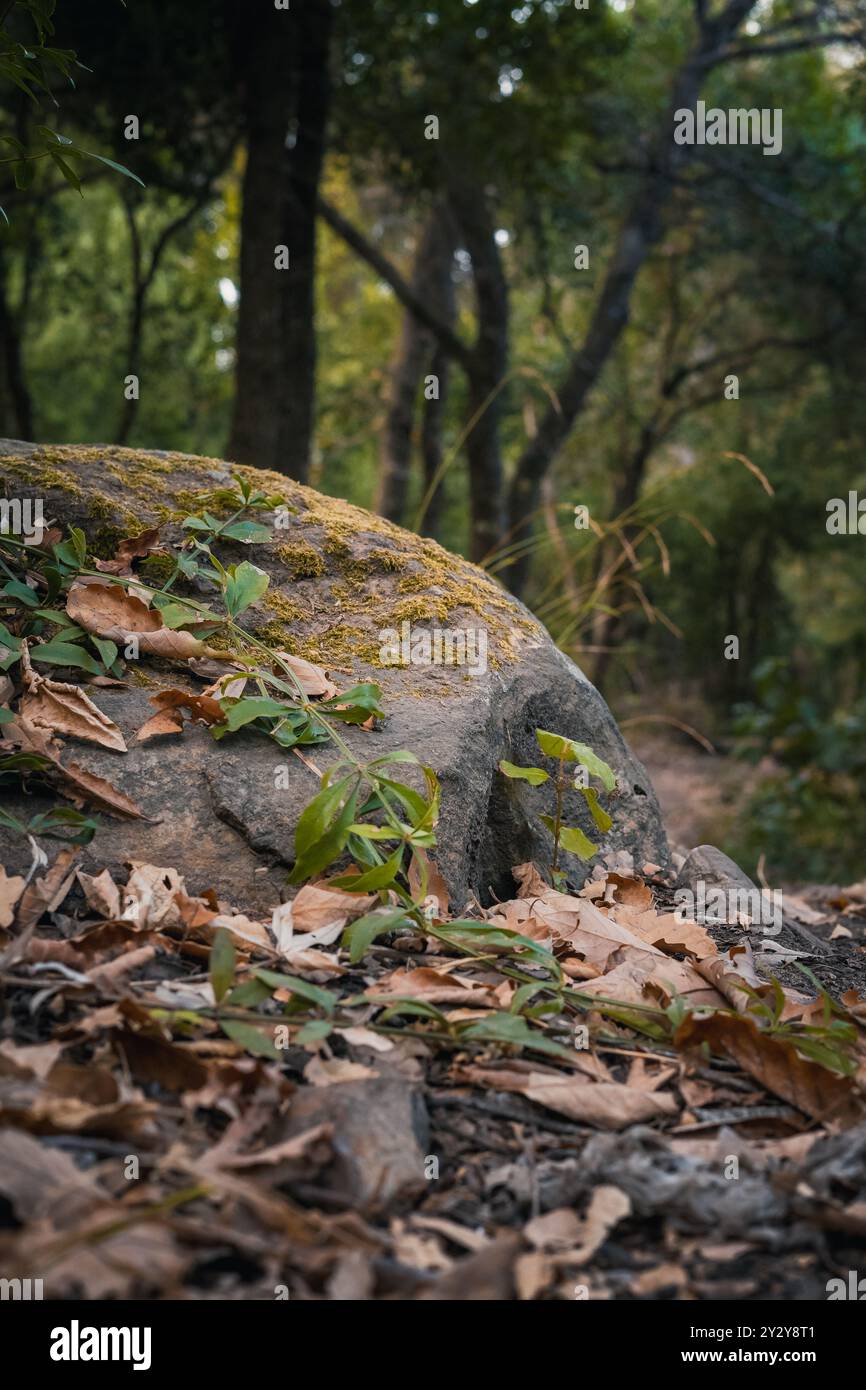 A scenic view of green plants in Rmilat park, Tangier, Morocco Stock ...