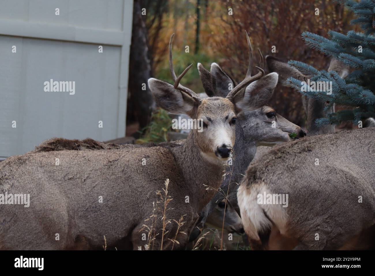 Deer in the Field Being Playful and Eating Plants Stock Photo - Alamy