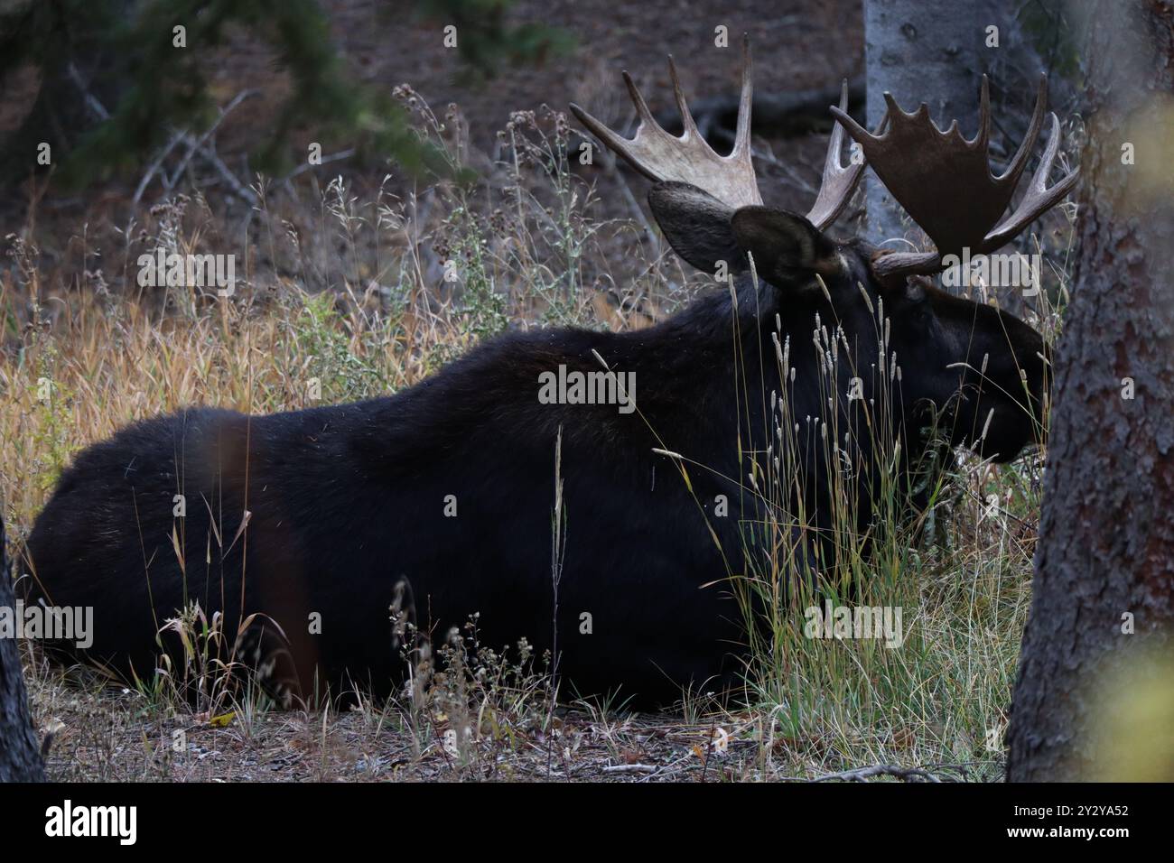 Large Moose in Trees/Field Walking and Laying Down Stock Photo - Alamy