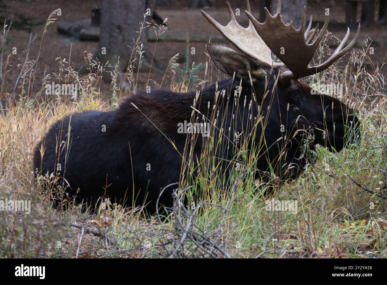 Large Moose in Trees/Field Walking and Laying Down Stock Photo - Alamy