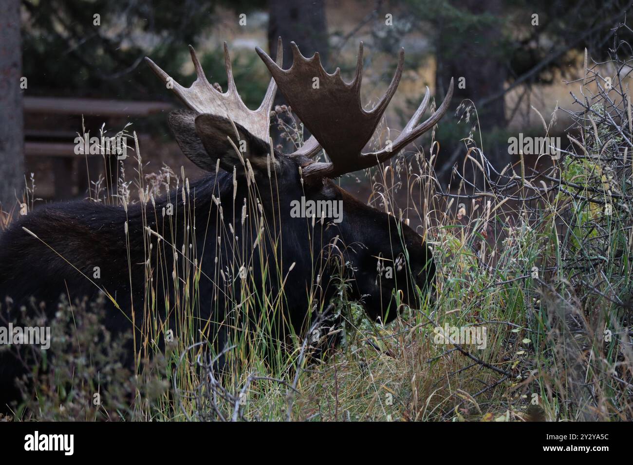 Large Moose in Trees/Field Walking and Laying Down Stock Photo - Alamy