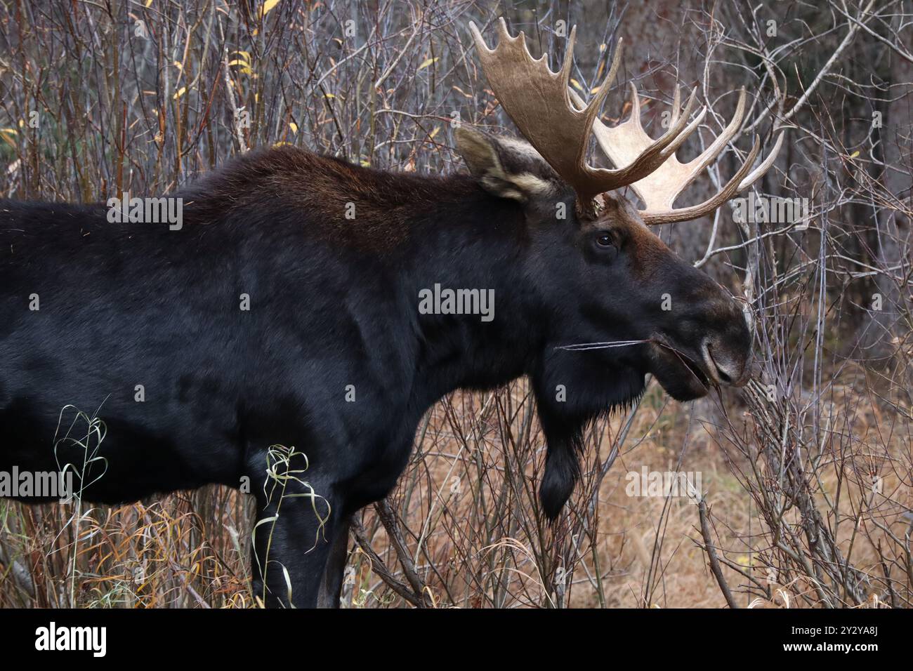 Large Moose in Trees/Field Walking and Laying Down Stock Photo - Alamy