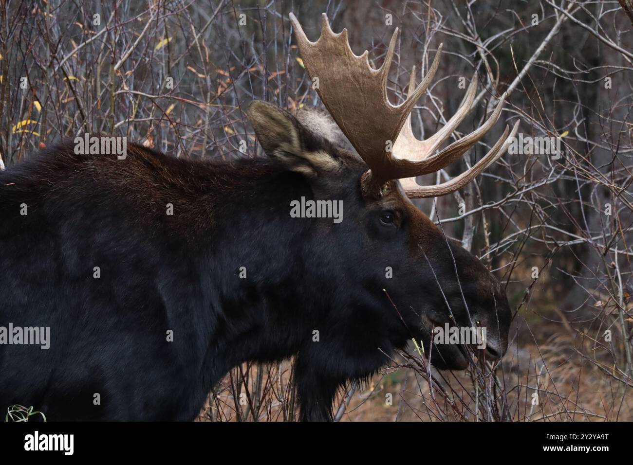 Large Moose in Trees/Field Walking and Laying Down Stock Photo - Alamy