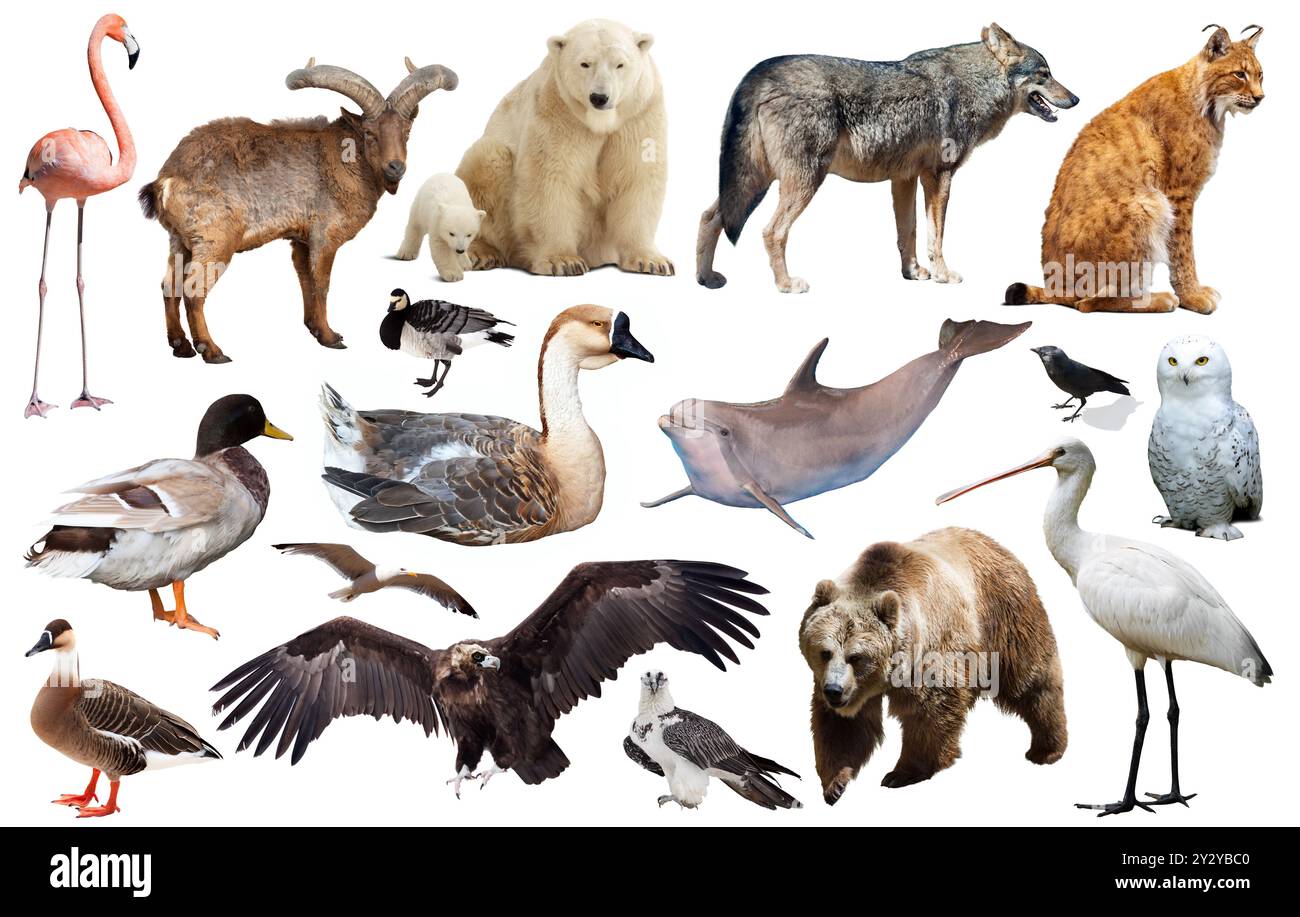 animal birds europe isolated Stock Photo - Alamy