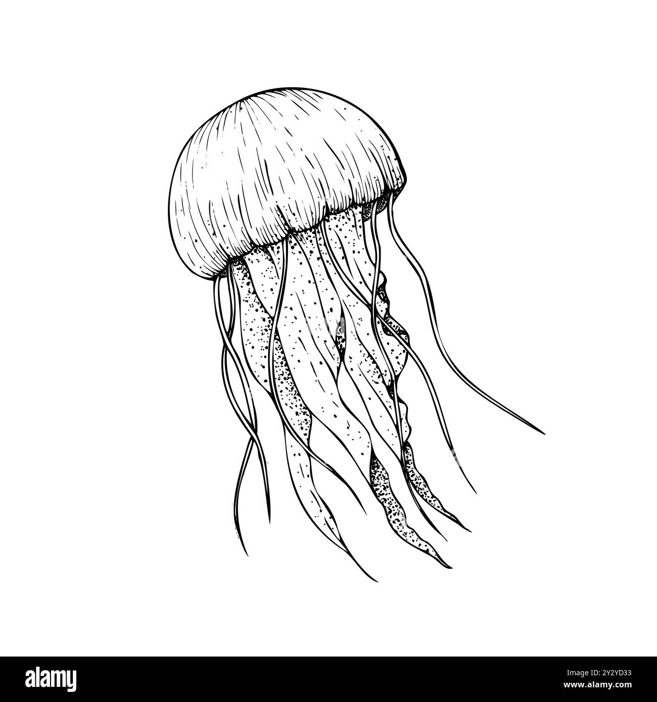 Beautiful Jellyfish Drawings