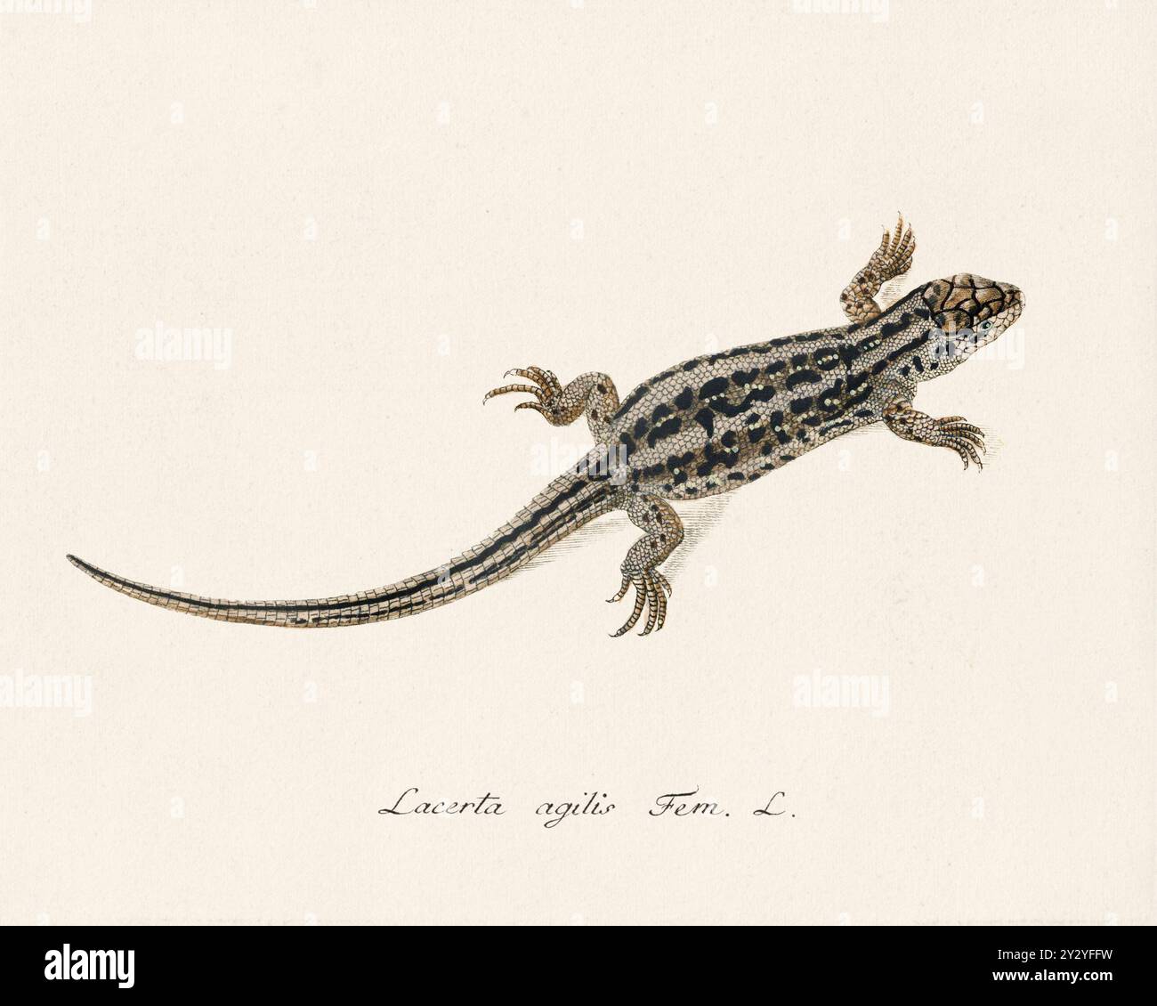 Lizard illustration. Zoological artwork from an amphibian book ...