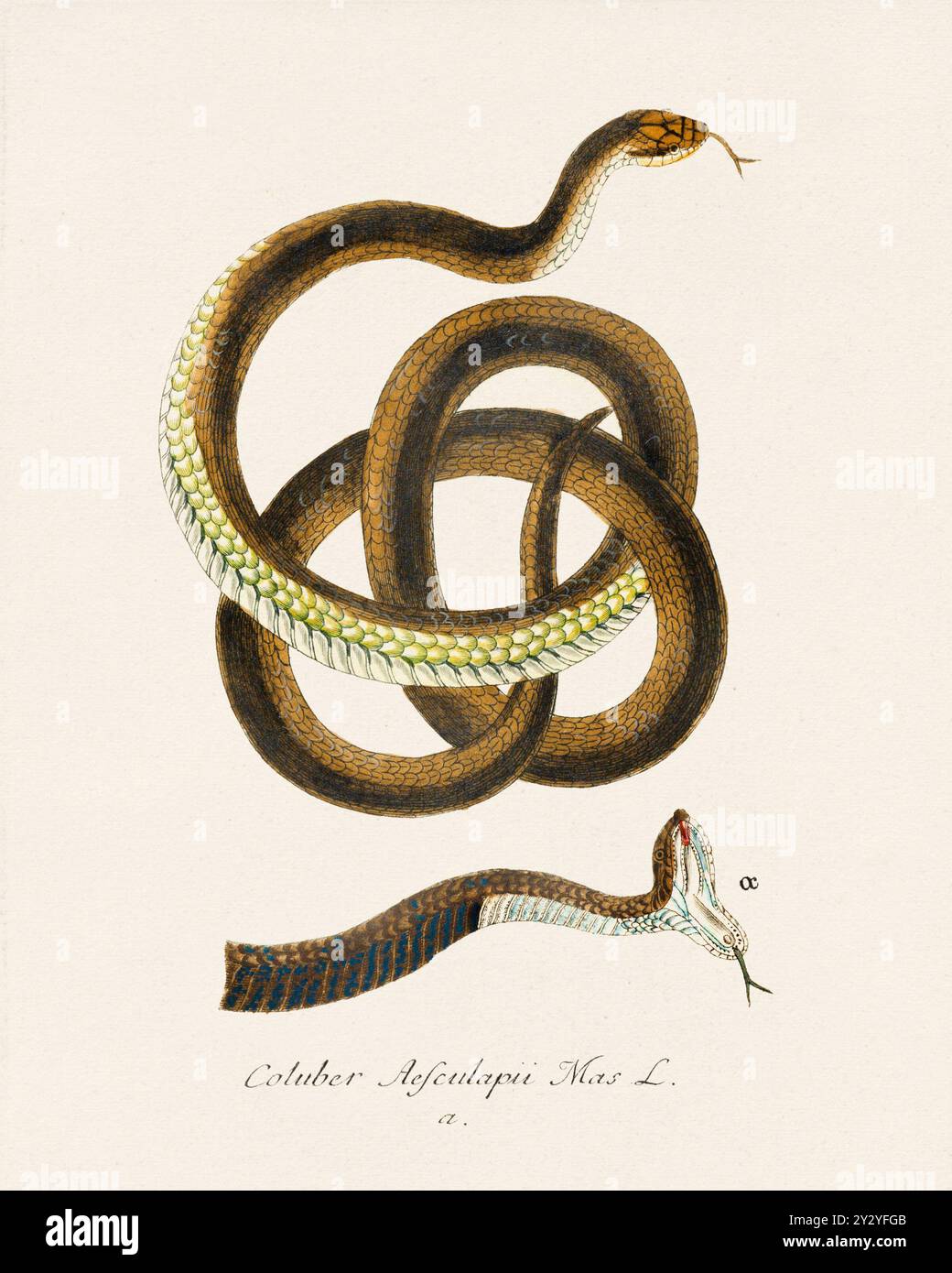 Snake illustration. Zoological artwork from an amphibian book published ...