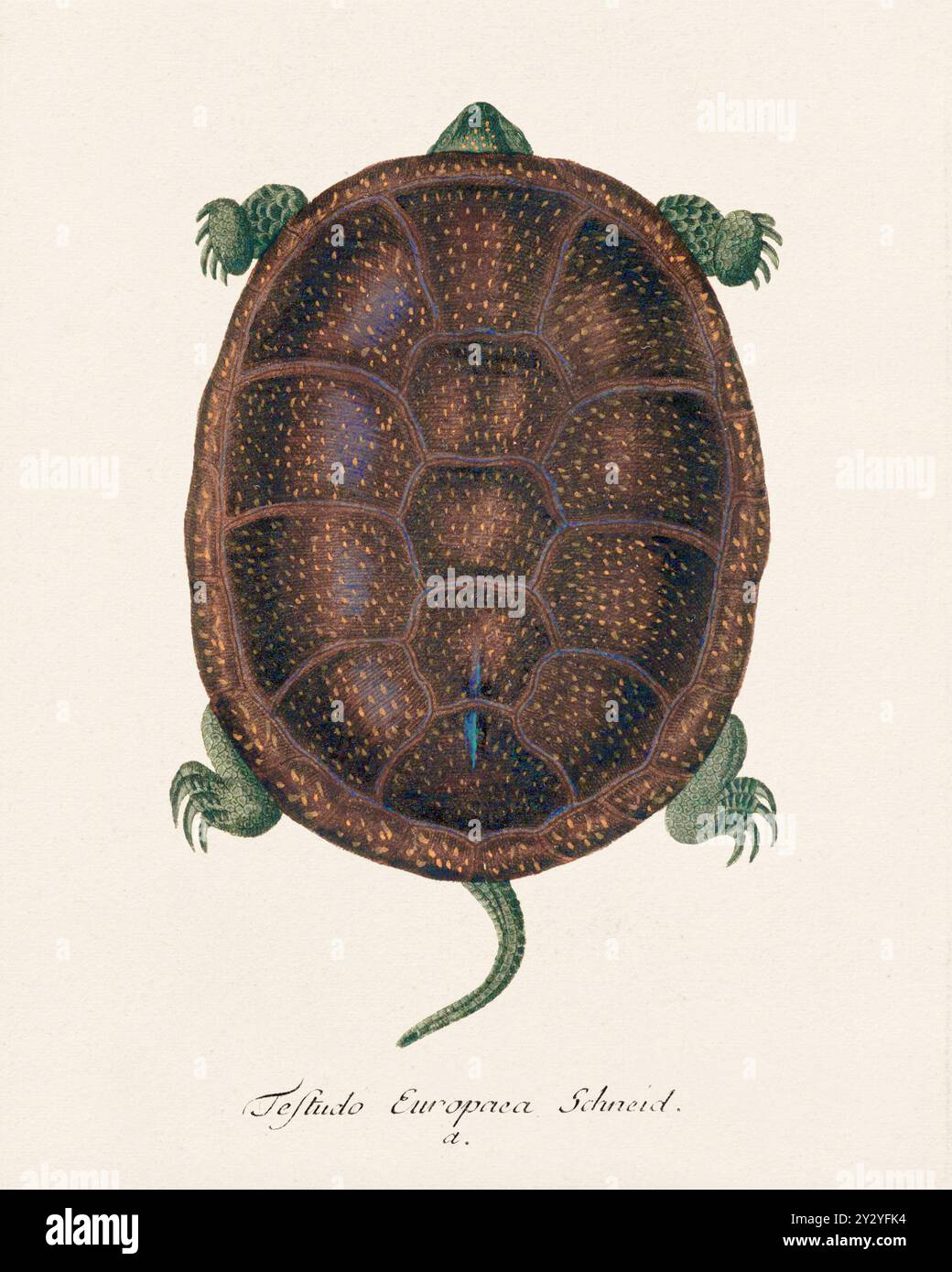 Turtle illustration. Zoological artwork from an amphibian book ...