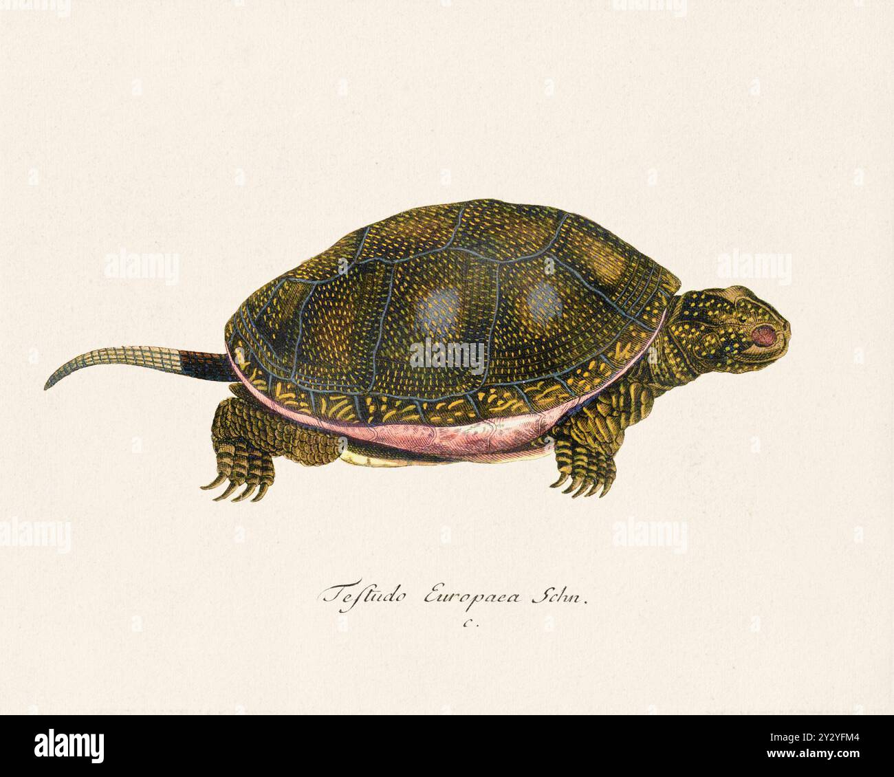 Turtle illustration. Zoological artwork from an amphibian book ...