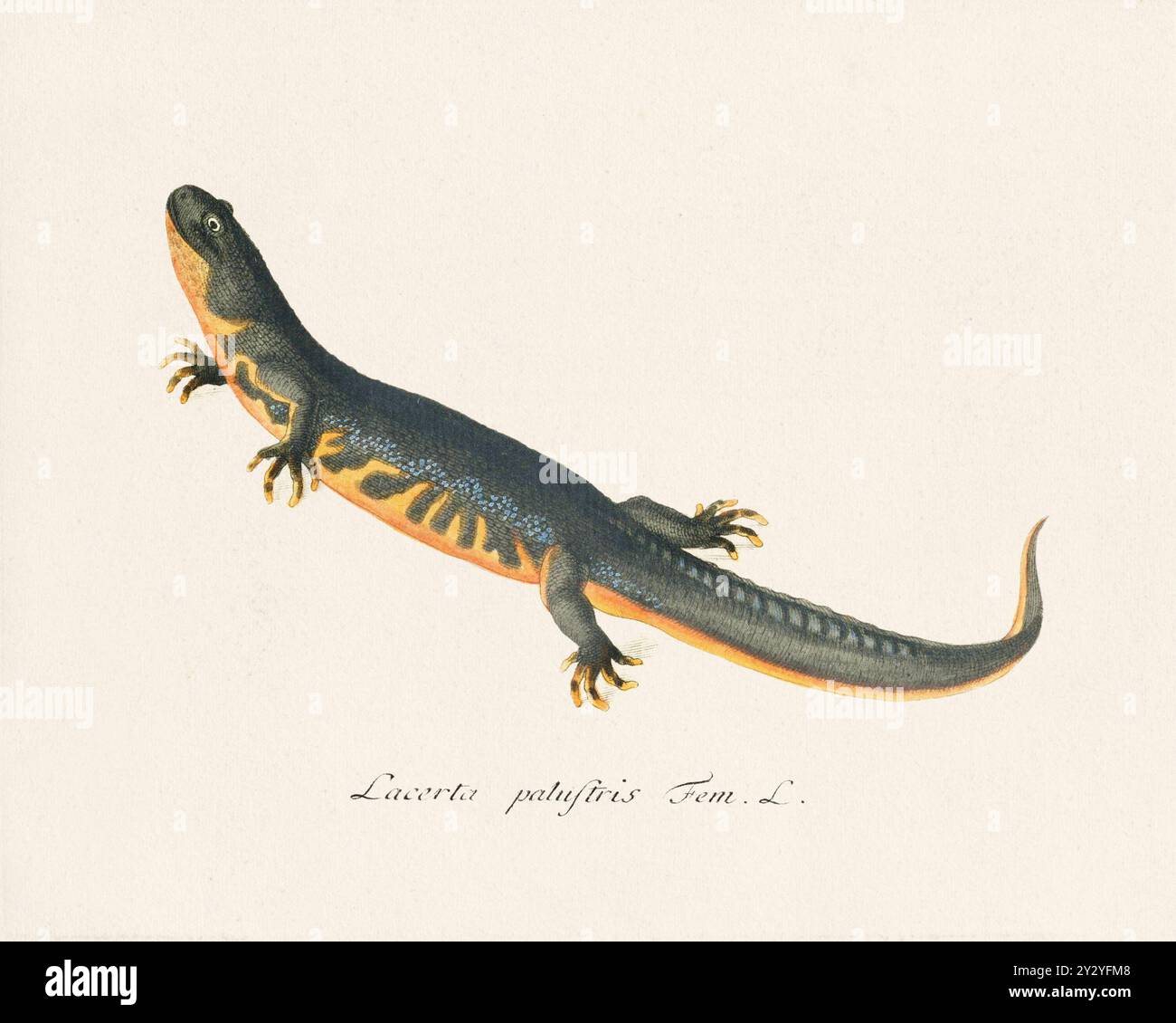 Lizard illustration. Zoological artwork from an amphibian book ...