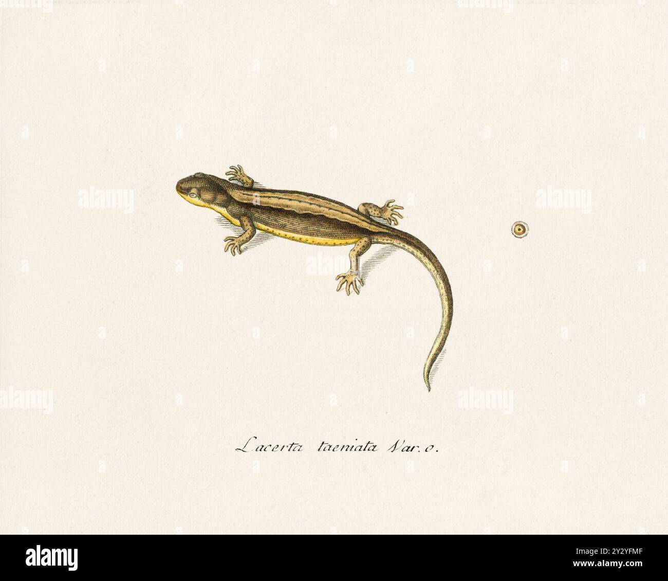 Lizard illustration. Zoological artwork from an amphibian book ...