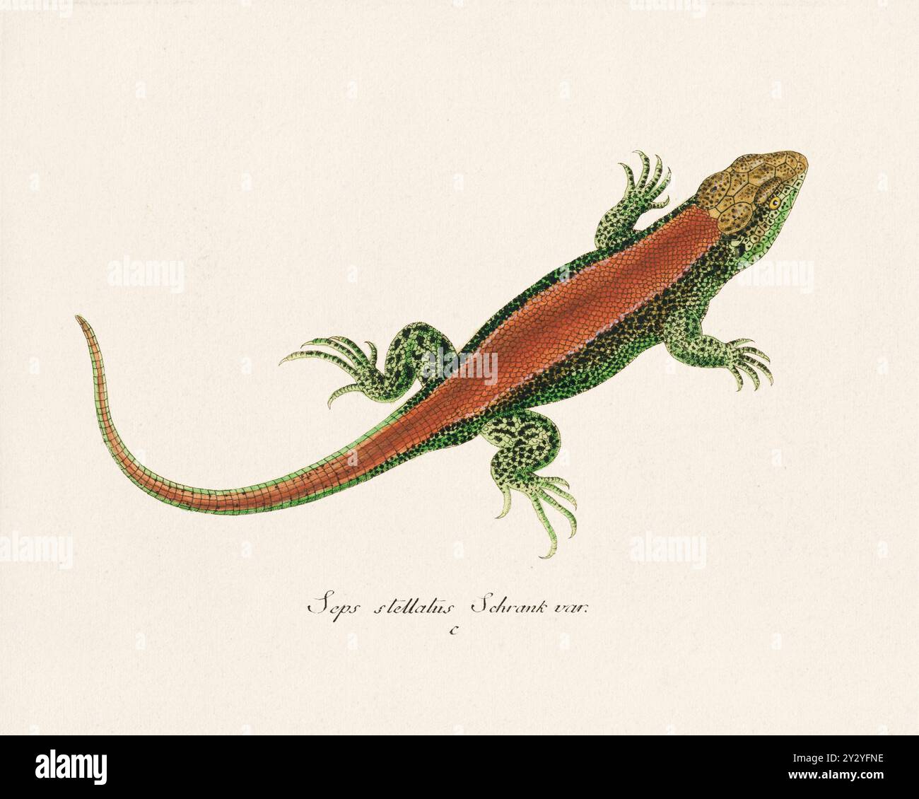Lizard illustration. Zoological artwork from an amphibian book ...