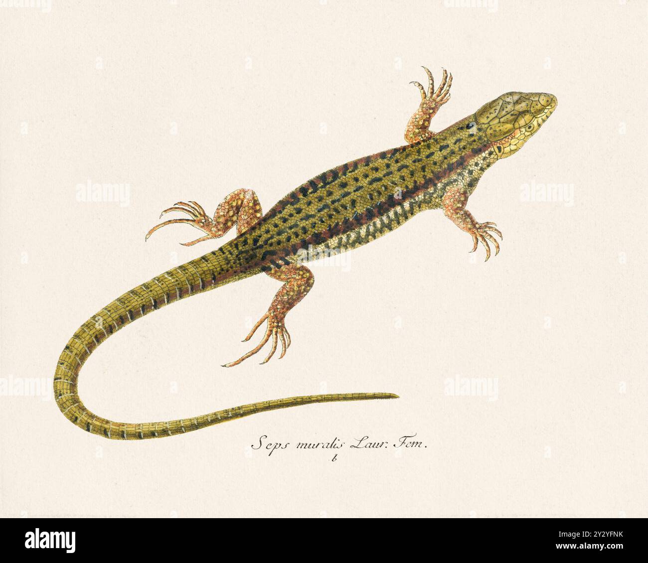 Lizard illustration. Zoological artwork from an amphibian book ...