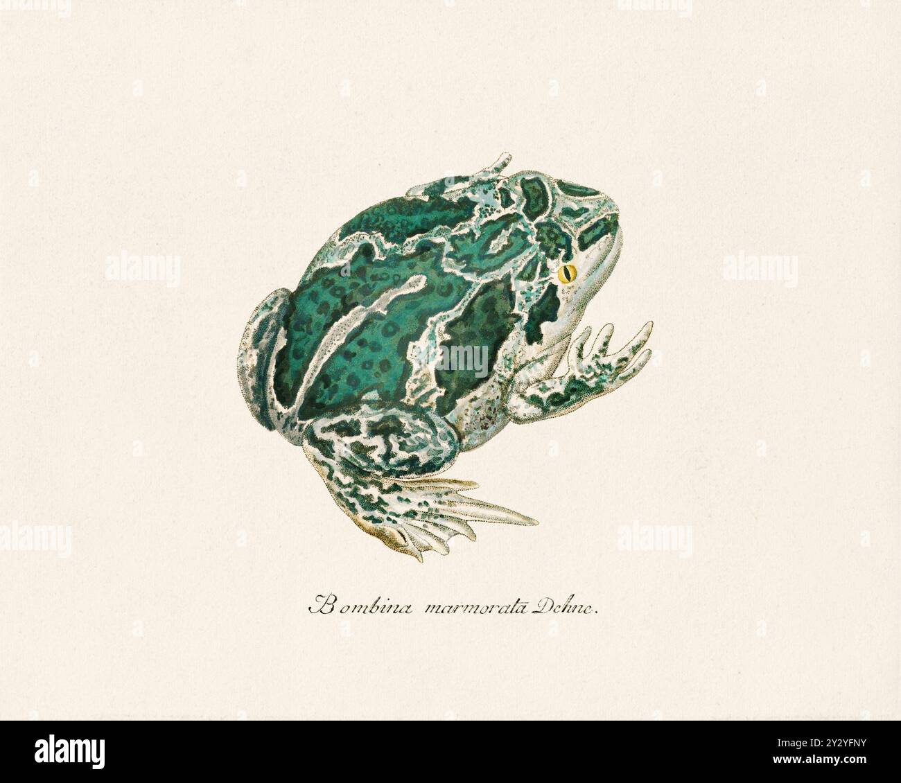 Frog illustration. Zoological artwork from an amphibian book published ...