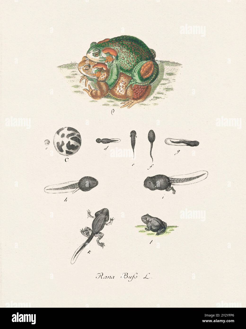 Frog illustration depicting amphibians engaged in mating behavior ...