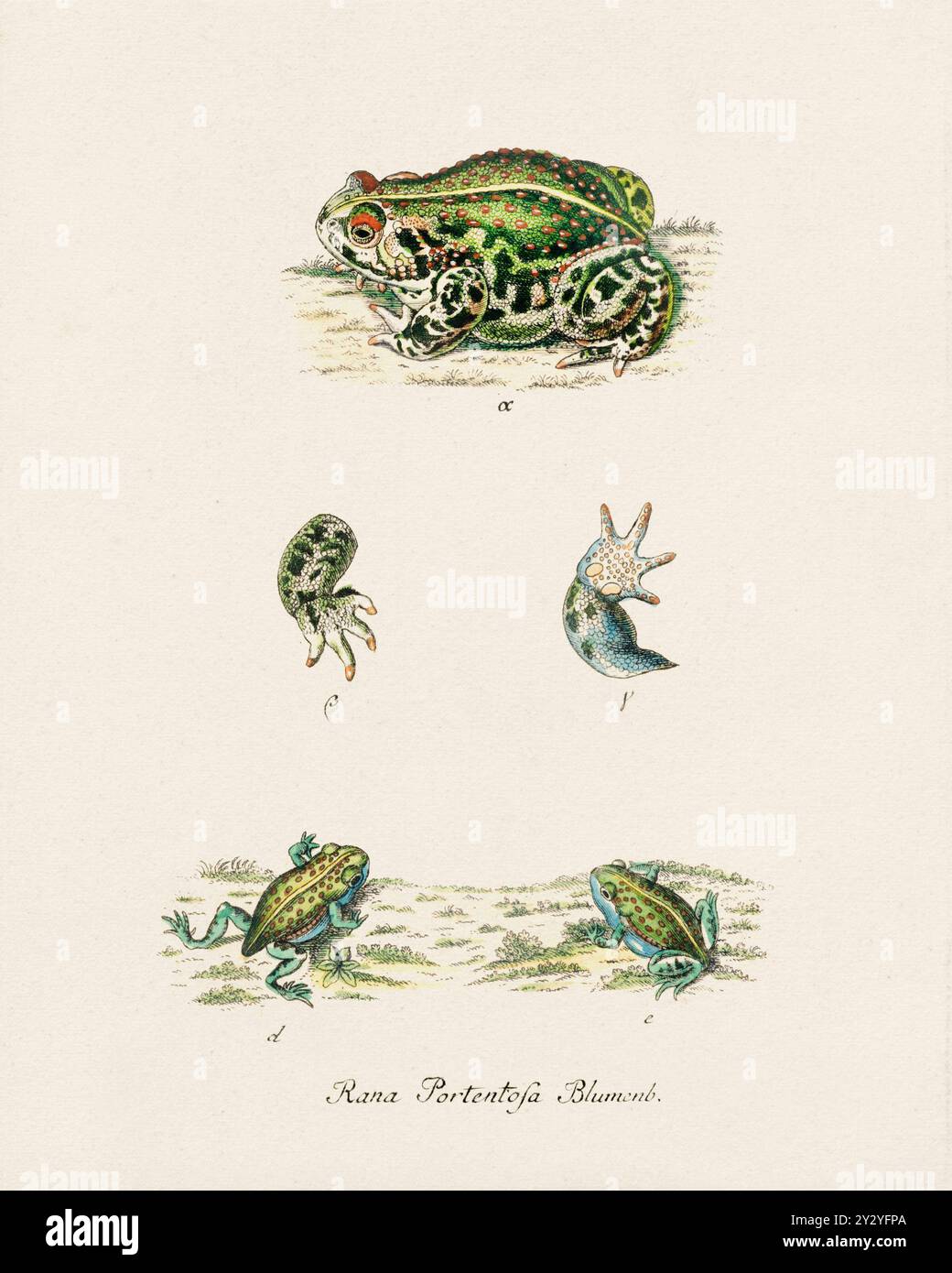 Frog illustration. Zoological artwork from an amphibian book published ...