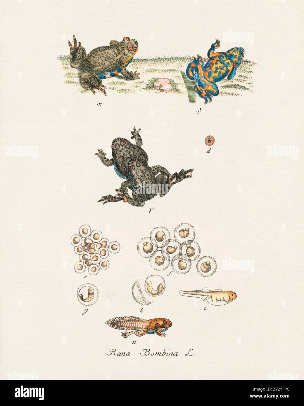 Frog illustration depicting amphibians engaged in mating behavior ...