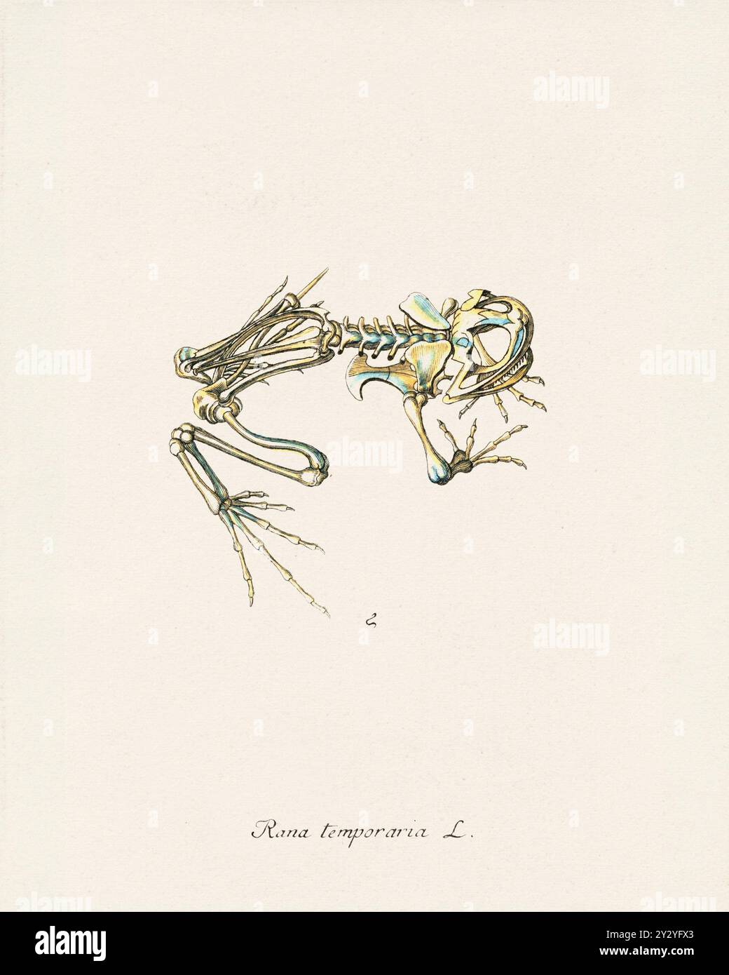 Frog illustration. Zoological artwork from an amphibian book published ...