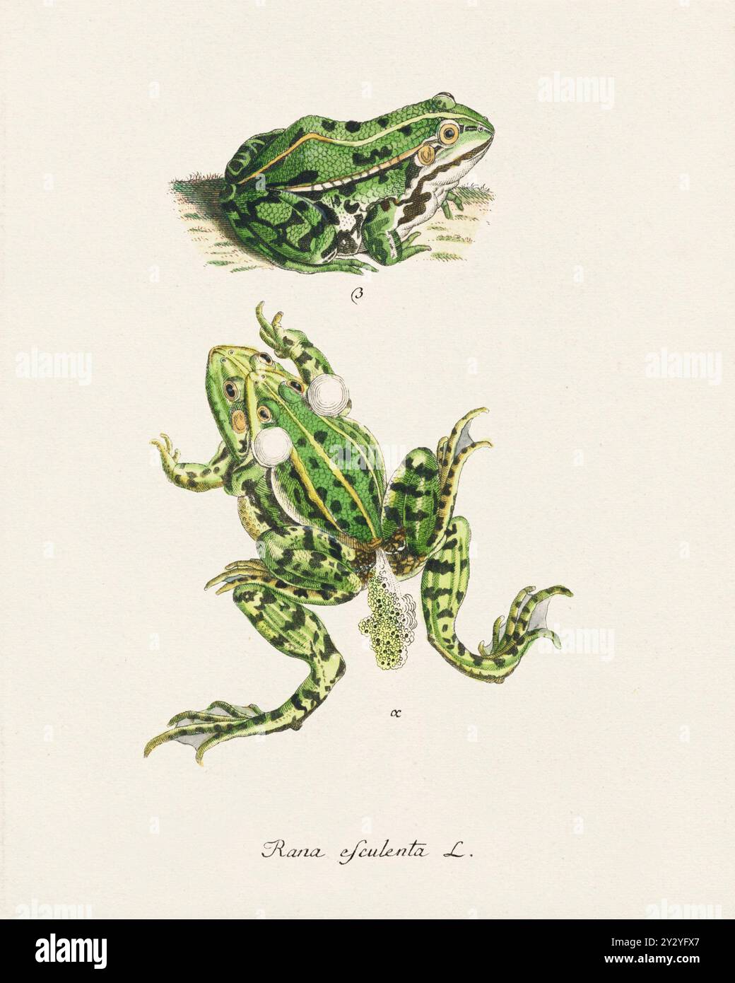 Frog illustration depicting amphibians engaged in mating behavior ...