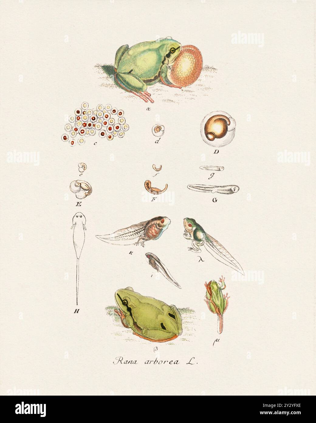 Frog illustration. Zoological artwork from an amphibian book published ...