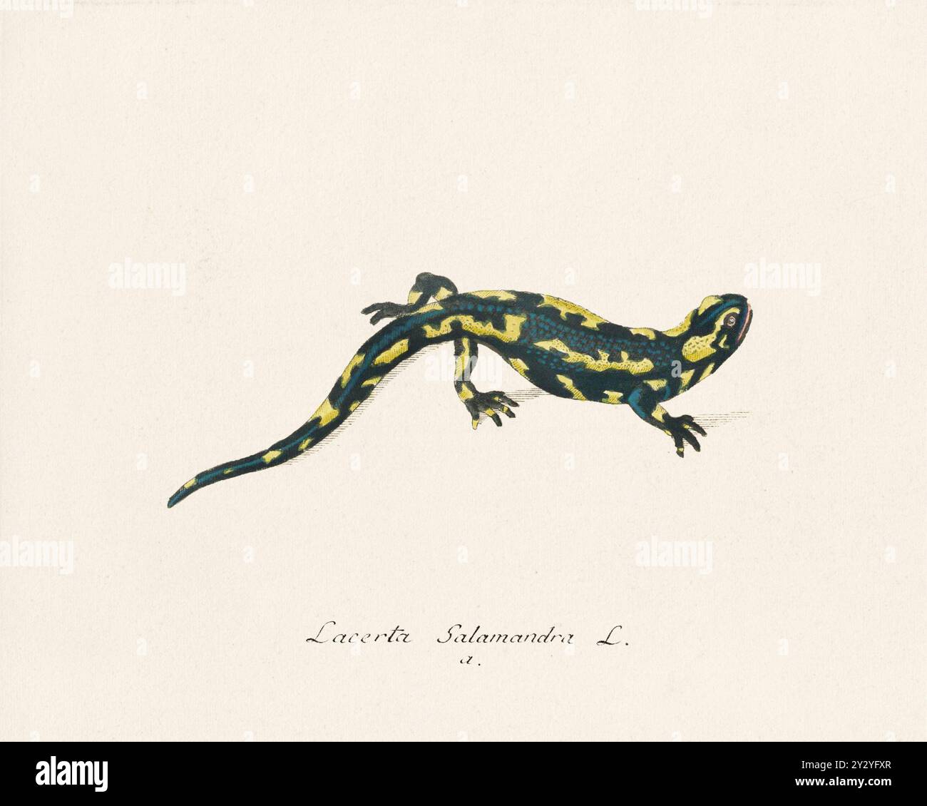 Salamander illustration. Zoological artwork from an amphibian book ...