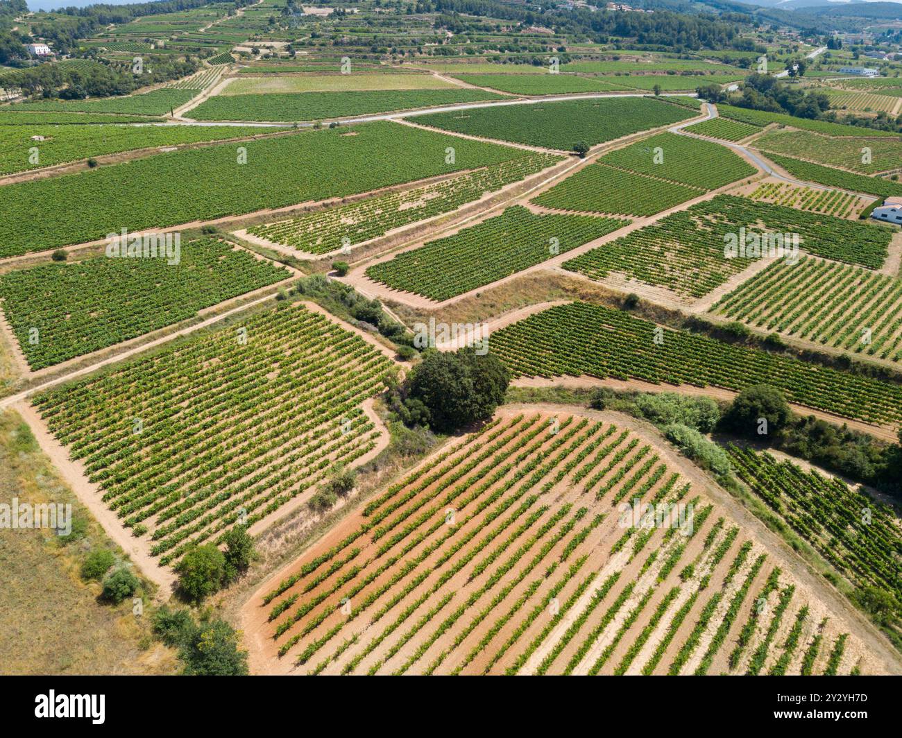 Aerial view of vineyard plantations Stock Photo - Alamy