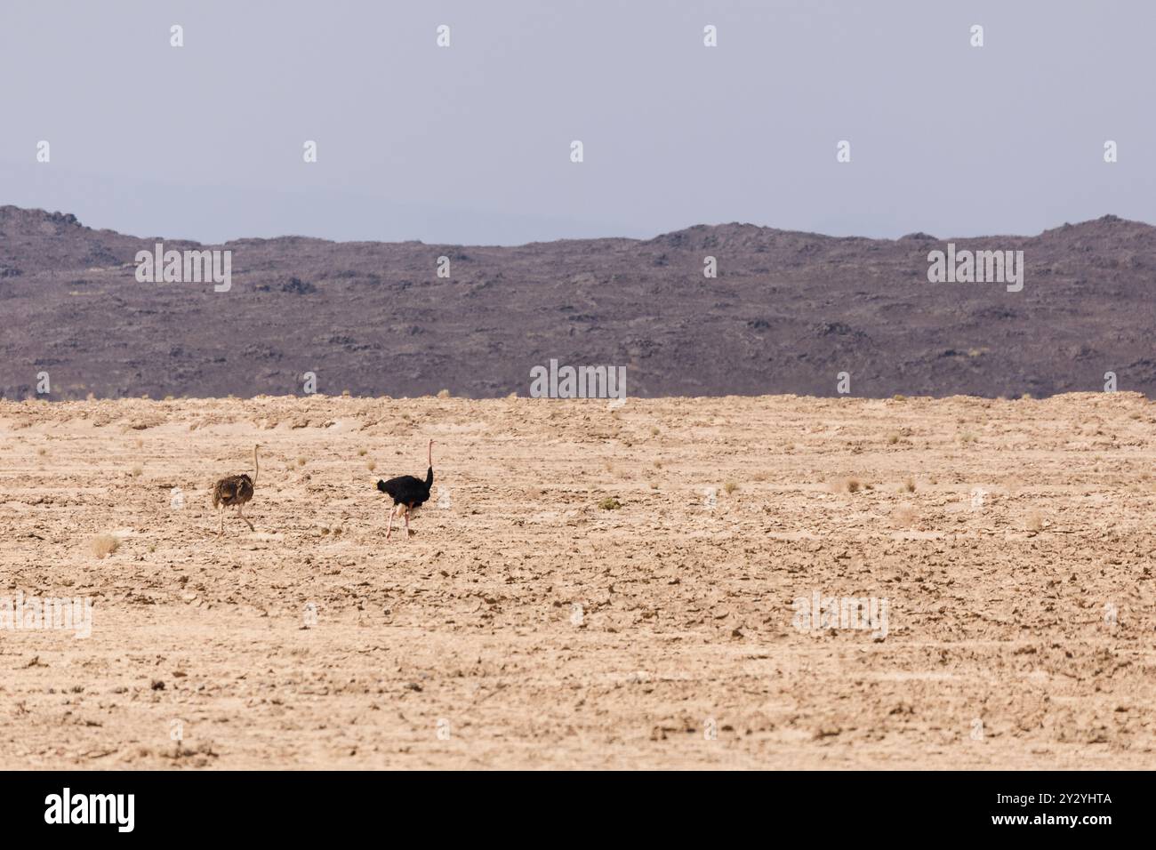 Common ostrich family (Struthio camelus) Male, female and trhee babys ...