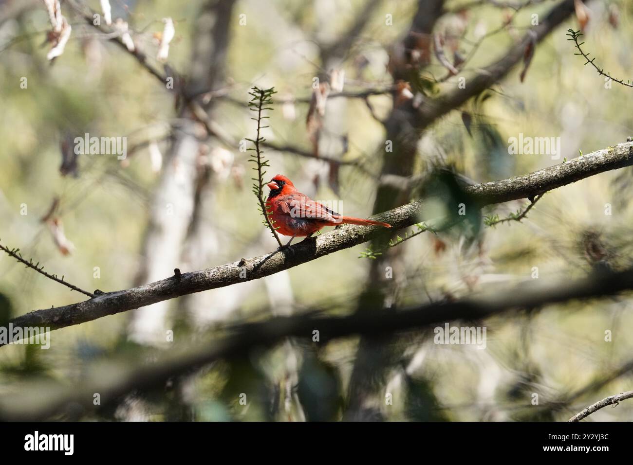 Red Cardinal bird on tree branch Stock Photo - Alamy