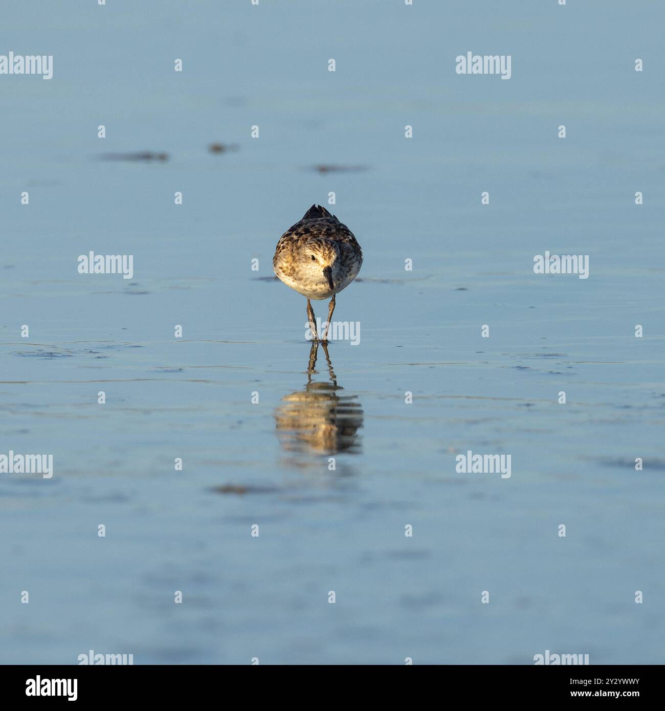 A semipalmated sandpiper standing in shallow water with a reflection ...