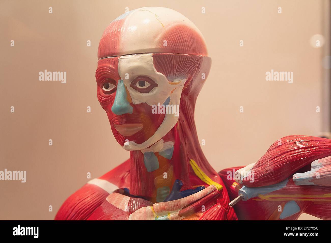 Human internal organs dummy, training dummy, detail of the uscular ...