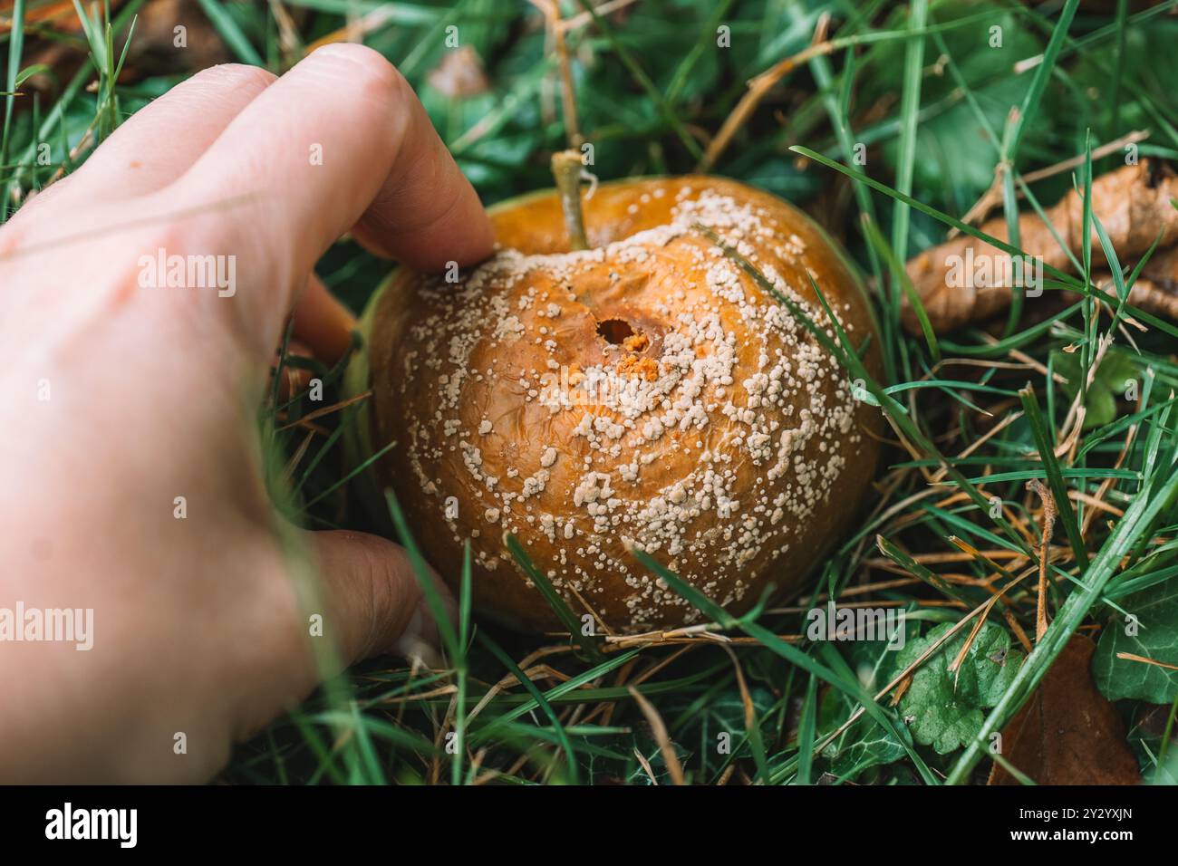 Fruit rot. Moniliosis.rotten apple on a garden background.Garden and ...