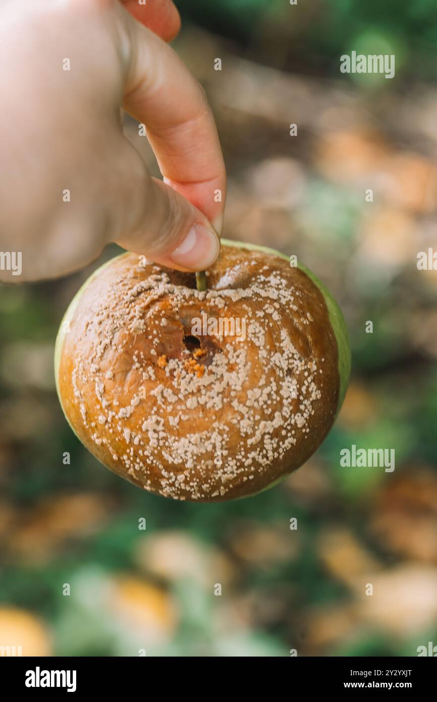 Moniliosis.rotten apple on a garden background.Garden and Plant Health ...